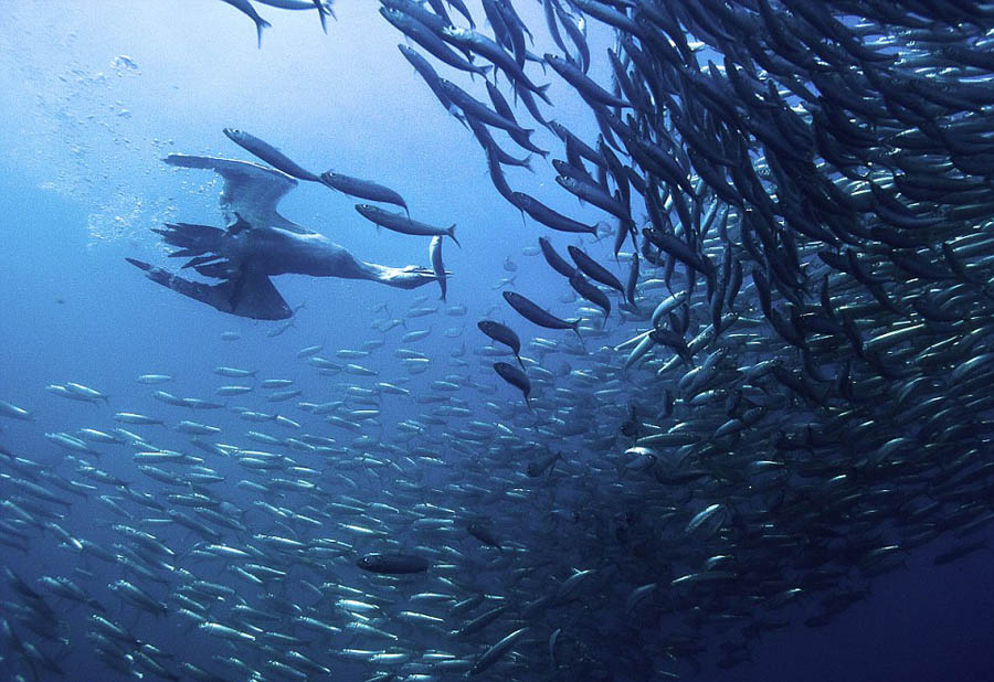 Paisaje impresionante en el mar bajo lentes de fotógrafo Michael Aw (5)