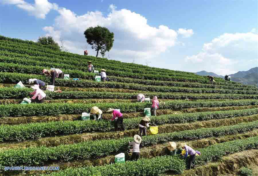 Fujian: Empieza la temporada de cosecha de té de otoño Tieguanyin en Anxi