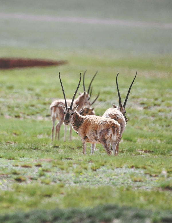 Fauna y flora que gozan de una mejor protección en la meseta