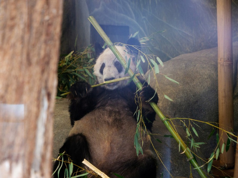 Panda regresará a casa después de una estadía de 20 años en Estados Unidos