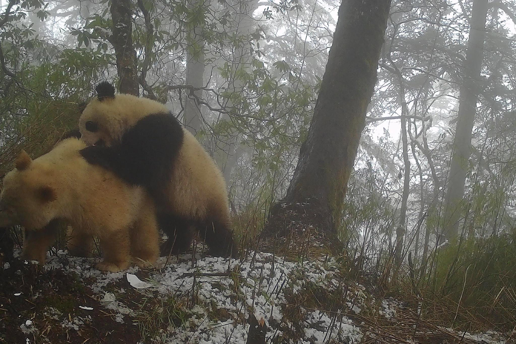 Avistan movimientos de inusual panda completamente blanco en China (6)