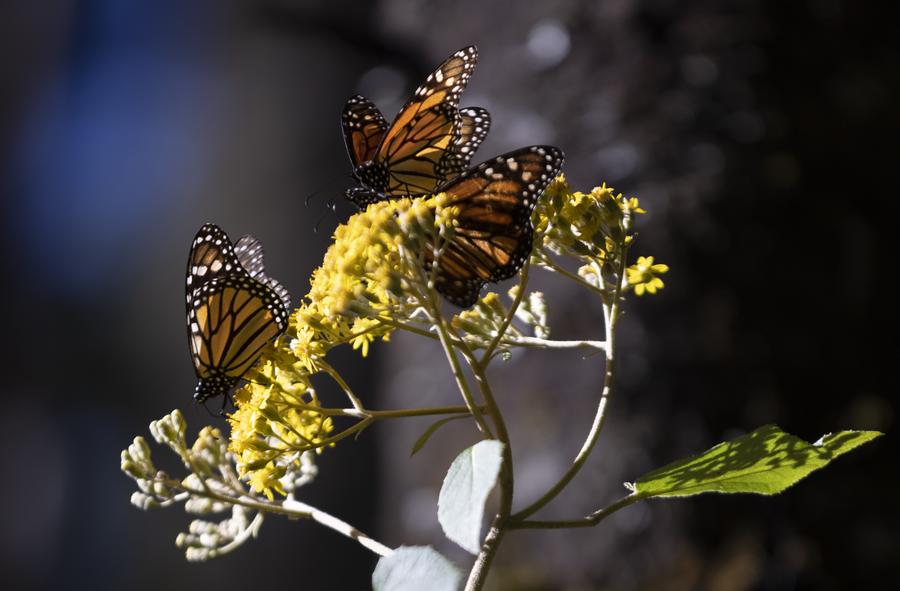 Inauguran en México primera Cumbre Nacional de Mariposa Monarca para ...